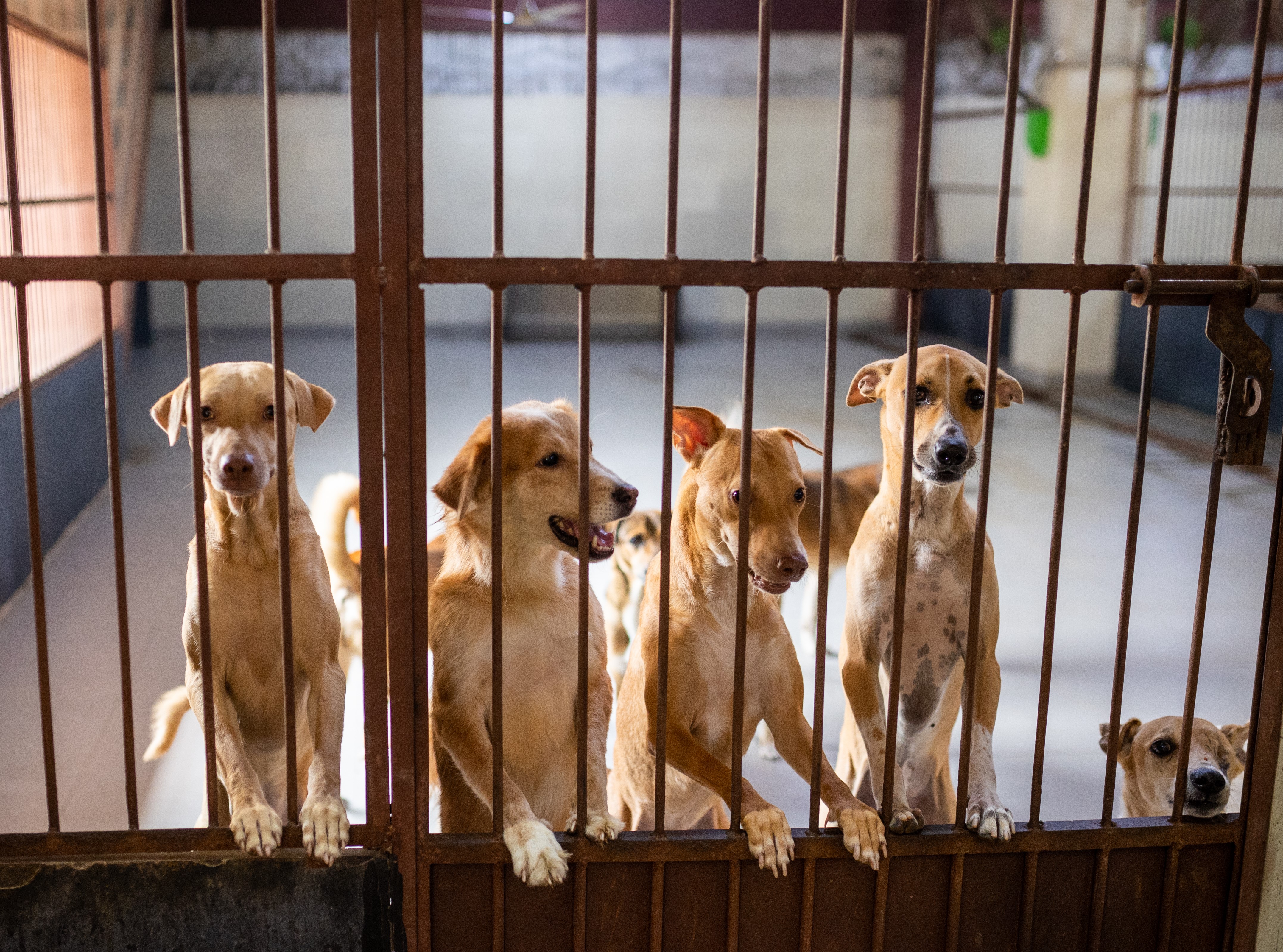 The Welfare Of Stray Dogs